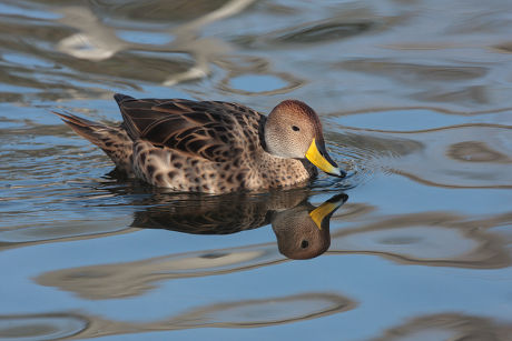 92 Pintails Stock Pictures, Editorial Images and Stock Photos ...