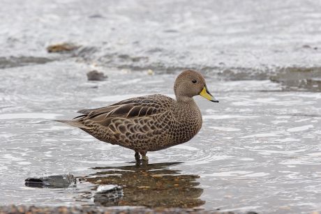 92 Pintails Stock Pictures, Editorial Images and Stock Photos ...