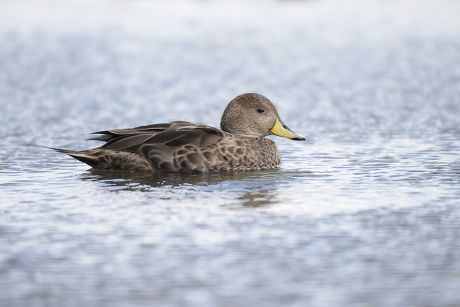 92 Pintails Stock Pictures, Editorial Images and Stock Photos ...