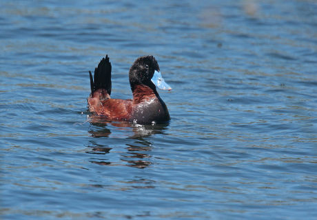 Andean Ruddy Duck Oxyura Jamaicensis Ferruginea Editorial Stock Photo ...