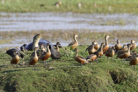 Lesser Whistlingduck Dendrocygna Javanica Flock Indian Editorial Stock ...