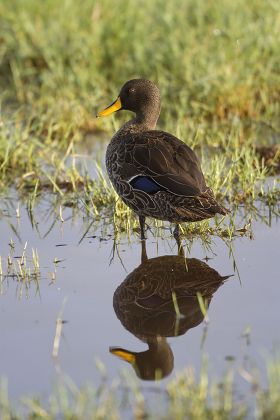 3 Yellowbill Stock Pictures, Editorial Images and Stock Photos ...