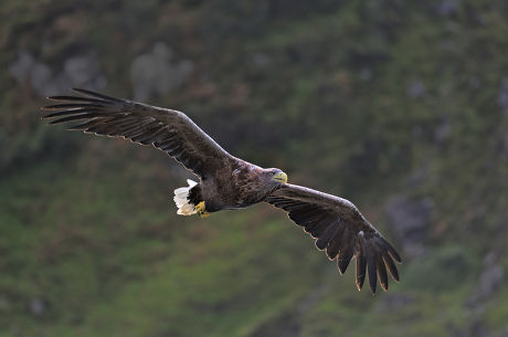 45 Eagle cliff Stock Pictures, Editorial Images and Stock Photos ...