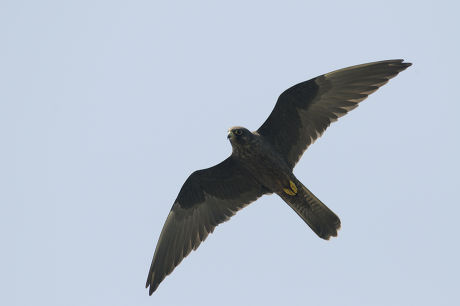Eleonoras Falcon Falco Eleonorae Dark Morph Editorial Stock Photo ...