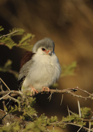 African Pygmyfalcon Polihierax Semitorquatus Adult Feathers Editorial ...