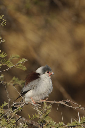 African Pygmyfalcon Polihierax Semitorquatus Adult Calling Editorial ...