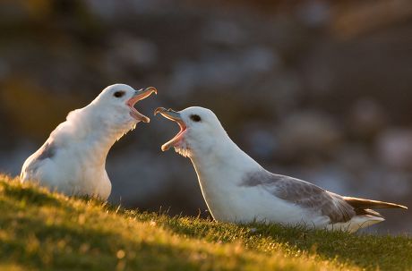 33 Cackle Stock Pictures, Editorial Images and Stock Photos | Shutterstock