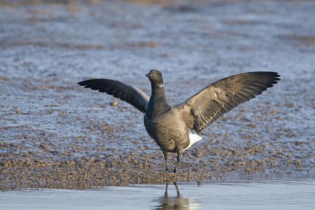 34 Mud wing Stock Pictures, Editorial Images and Stock Photos ...