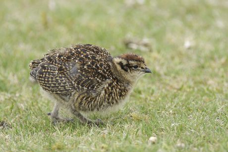 Red Grouse Lagopus Lagopus Scoticus Chick Editorial Stock Photo - Stock ...