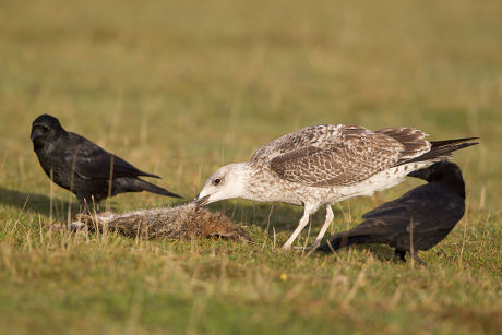 Herring Gull Larus Argentatus Juvenile Feeding Editorial Stock Photo ...