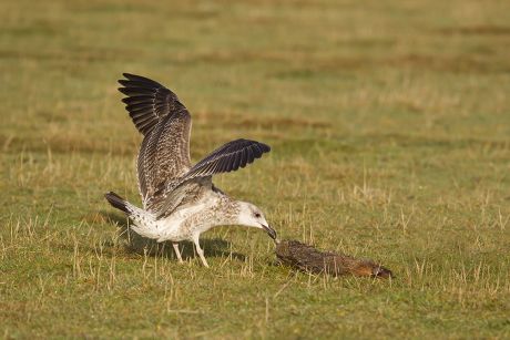 Herring Gull Larus Argentatus Juvenile Feeding Editorial Stock Photo ...