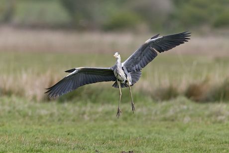 10 Alulas Stock Pictures, Editorial Images and Stock Photos | Shutterstock