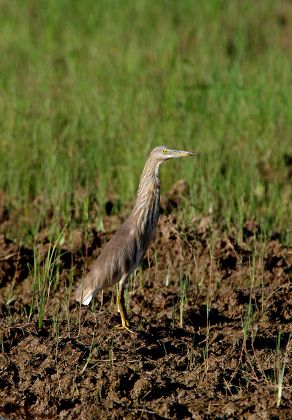 Chinese Pondheron Ardeola Bacchus Adult Winter Editorial Stock Photo ...