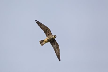 Eurasian Hobby Falco Subbuteo Juvenile Flight Editorial Stock Photo ...