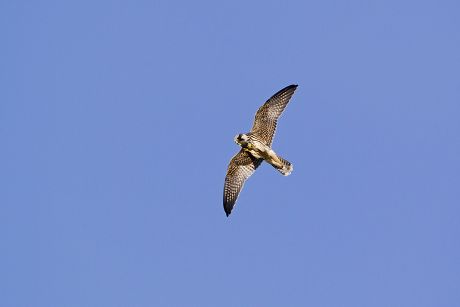 Eurasian Hobby Falco Subbuteo Juvenile Flight Editorial Stock Photo ...