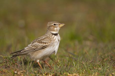 Calandra Lark Melanocorypha Calandra Adult Standing Editorial Stock ...