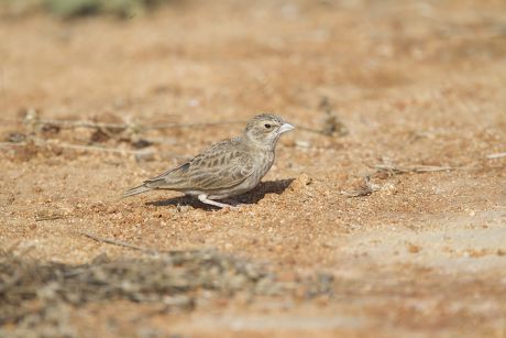 8 Finch lark Stock Pictures, Editorial Images and Stock Photos ...