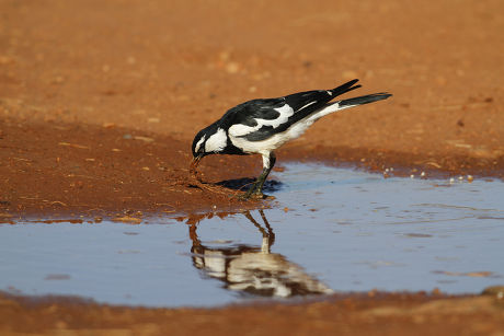 Australian Magpielark Grallina Cyanoleuca Adult Male Editorial Stock ...