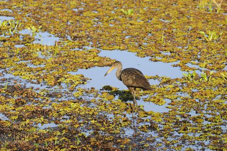 Limpkin Aeamus Guarauna Adult Foraging Wetland Editorial Stock Photo ...