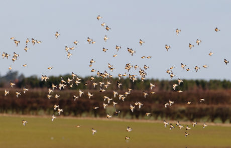 Eurasian Linnet Carduelis Cannabina Flock Flight Editorial Stock Photo ...