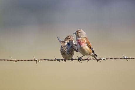 Eurasian Linnet Carduelis Cannabina Adult Male Editorial Stock Photo ...