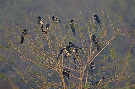 Common Magpie Pica Pica Sericea Flock Editorial Stock Photo - Stock ...