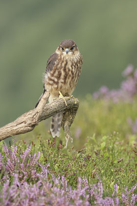 Merlin Falco Columbarius Immature Male First Editorial Stock Photo ...