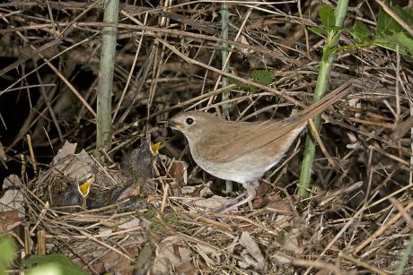 Common Nightingale Luscinia Megarhynchos Adult Feeding Editorial Stock ...