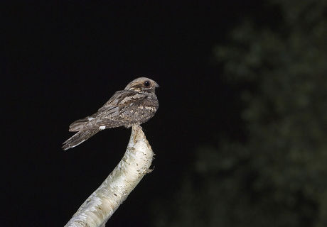 Eurasian Nightjar Caprimulgus Europaeus Adult Male Editorial Stock ...