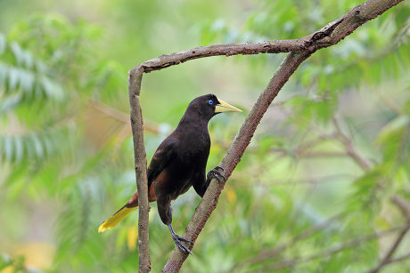 Crested Oropendola Psarocolius Decumanus Adult Perched Editorial Stock ...