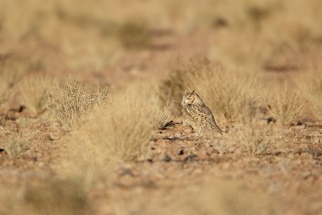 Pharaoh Eagleowl Bubo Ascalaphus Adult Standing Editorial Stock Photo ...