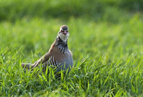 1 Galliforme Stock Pictures, Editorial Images and Stock Photos ...