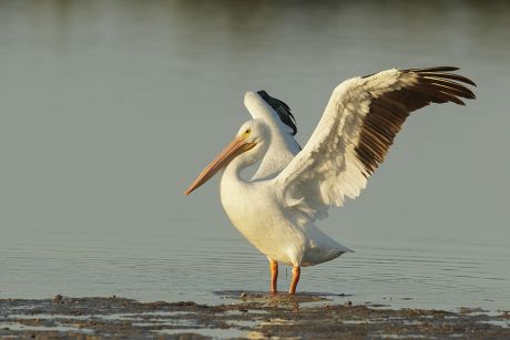 34 Mud wing Stock Pictures, Editorial Images and Stock Photos ...