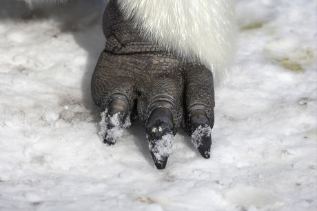 9 Ice claws Stock Pictures, Editorial Images and Stock Photos ...