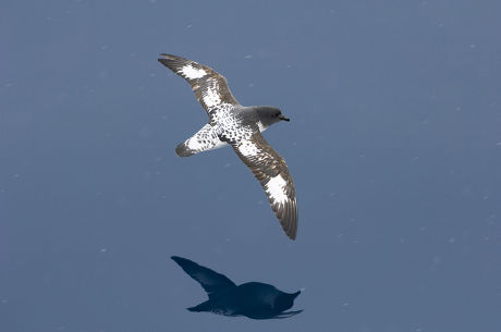 Cape Petrel Daption Capense Adult Flight Editorial Stock Photo - Stock ...