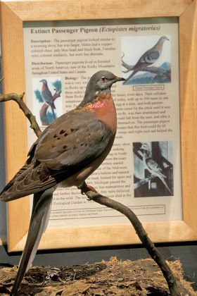 Passenger Pigeon Ectopistes Migratorius Extinct Species Editorial Stock ...