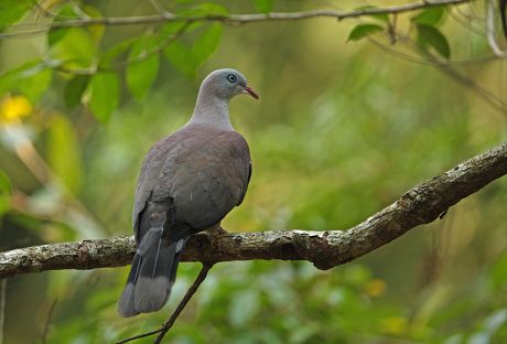 Mountain Imperialpigeon Ducula Badia Griseicapilla Adult Editorial ...