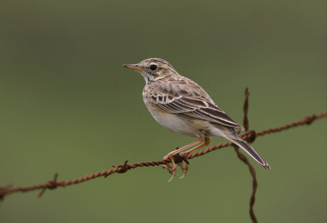 4 Grassveld Stock Pictures, Editorial Images and Stock Photos ...