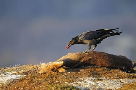 Common Raven Corvus Corax Adult Feeding Editorial Stock Photo - Stock ...