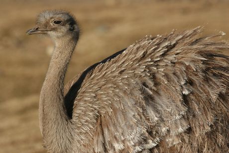 Lesser Rhea Rhea Pennata Adult Captive Editorial Stock Photo - Stock ...