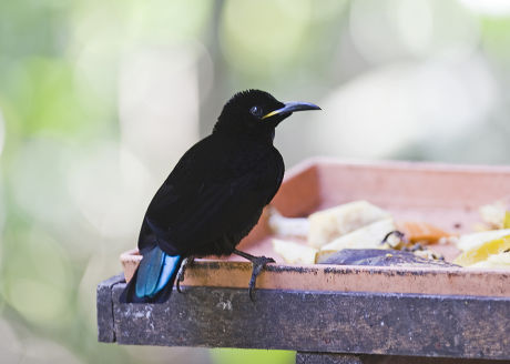 Victorias Riflebird Ptiloris Victoriae Adult Male Editorial Stock Photo ...