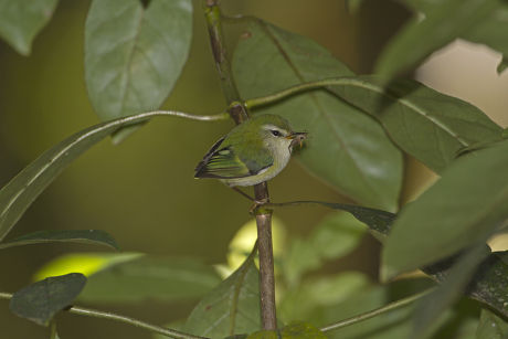 Rifleman Acanthisitta Chloris Adult Male Insect Editorial Stock Photo ...