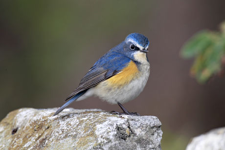 12 Bluetails Stock Pictures, Editorial Images and Stock Photos ...