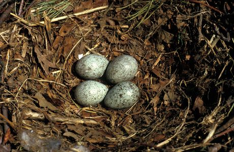 250 Crow nest Stock Pictures, Editorial Images and Stock Photos ...