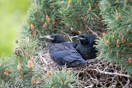 100 Crows nest Stock Pictures, Editorial Images and Stock Photos ...
