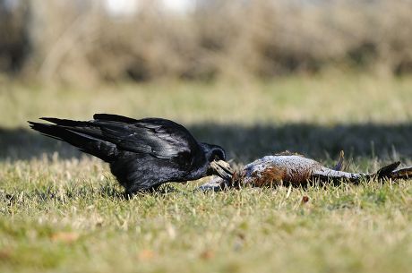 250 Eating crow Stock Pictures, Editorial Images and Stock Photos ...