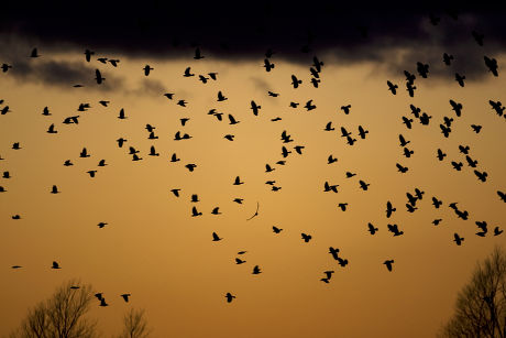 Rook Corvus Frugilegus Flock Flight Silhouetted Editorial Stock Photo ...