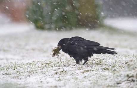 250 Crow nest Stock Pictures, Editorial Images and Stock Photos ...