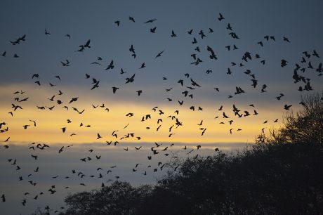 Rook Corvus Frugilegus Flock Flight Arriving Editorial Stock Photo ...