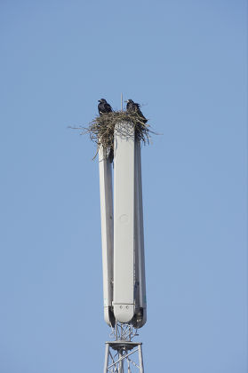 250 Crow nest Stock Pictures, Editorial Images and Stock Photos ...